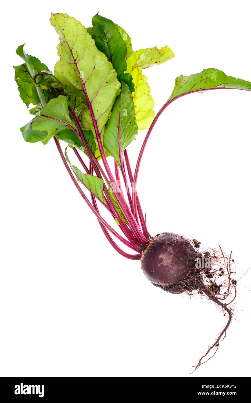 Fresh beets with earth and roots, with leaves, isolated on white ...