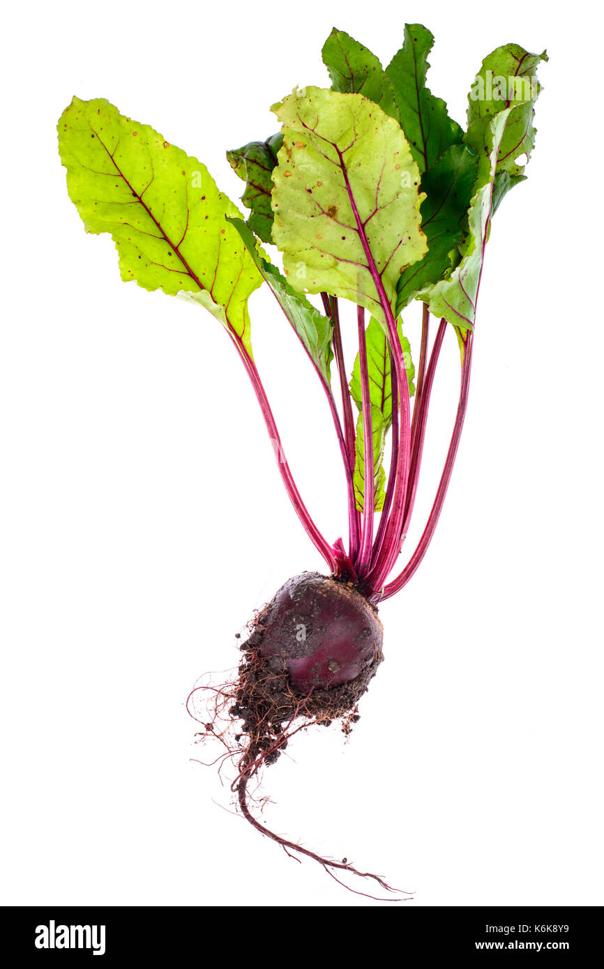Fresh beets with earth and roots, with leaves, isolated on white ...