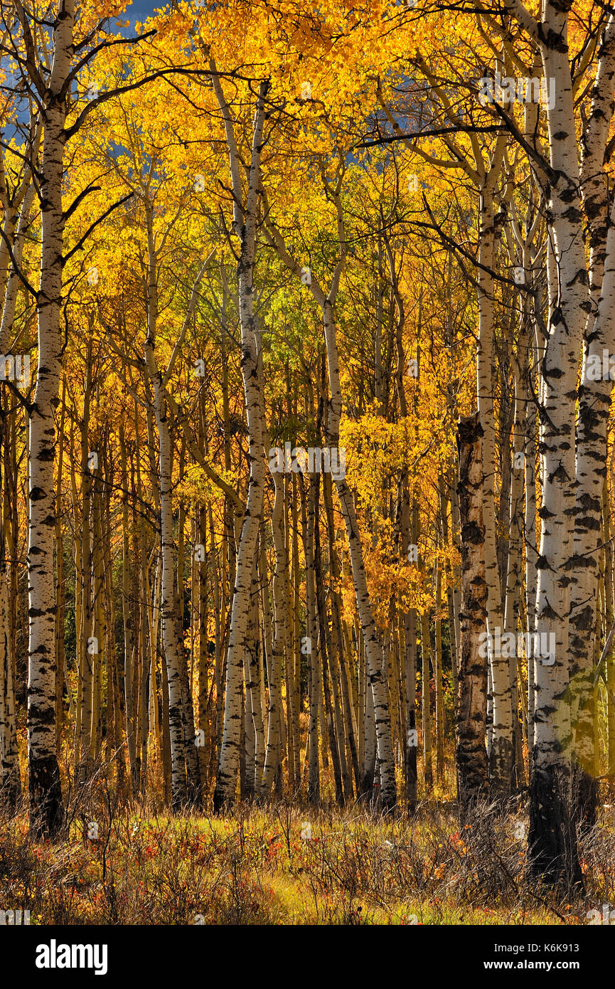 Aspen trees yellow national park hi-res stock photography and images ...