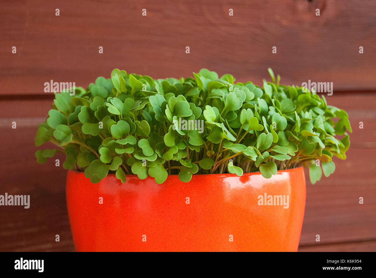 Rucola leaf hi-res stock photography and images - Alamy