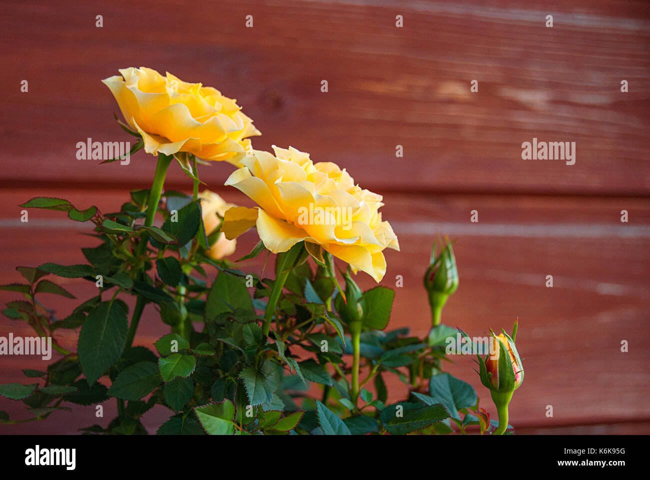 Roses pot balcony hi-res stock photography and images - Alamy