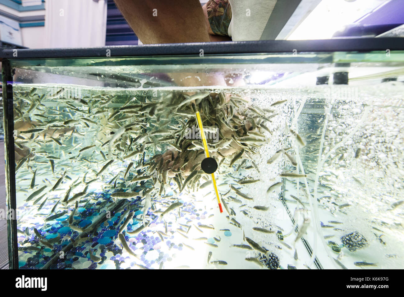Pedicure fish spa feet wellness skin care treatment Stock Photo - Alamy