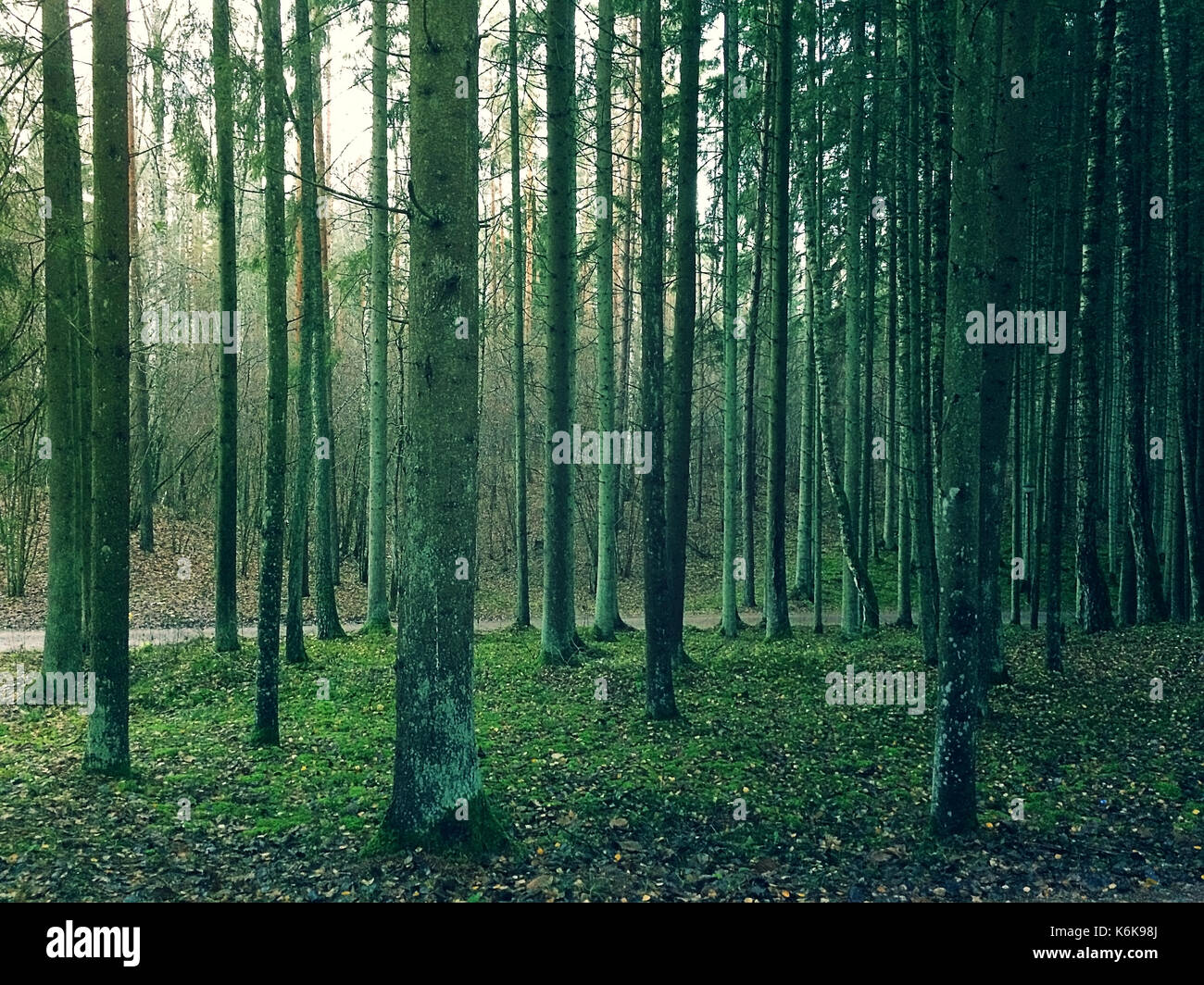 Green ray twilight hi-res stock photography and images - Alamy