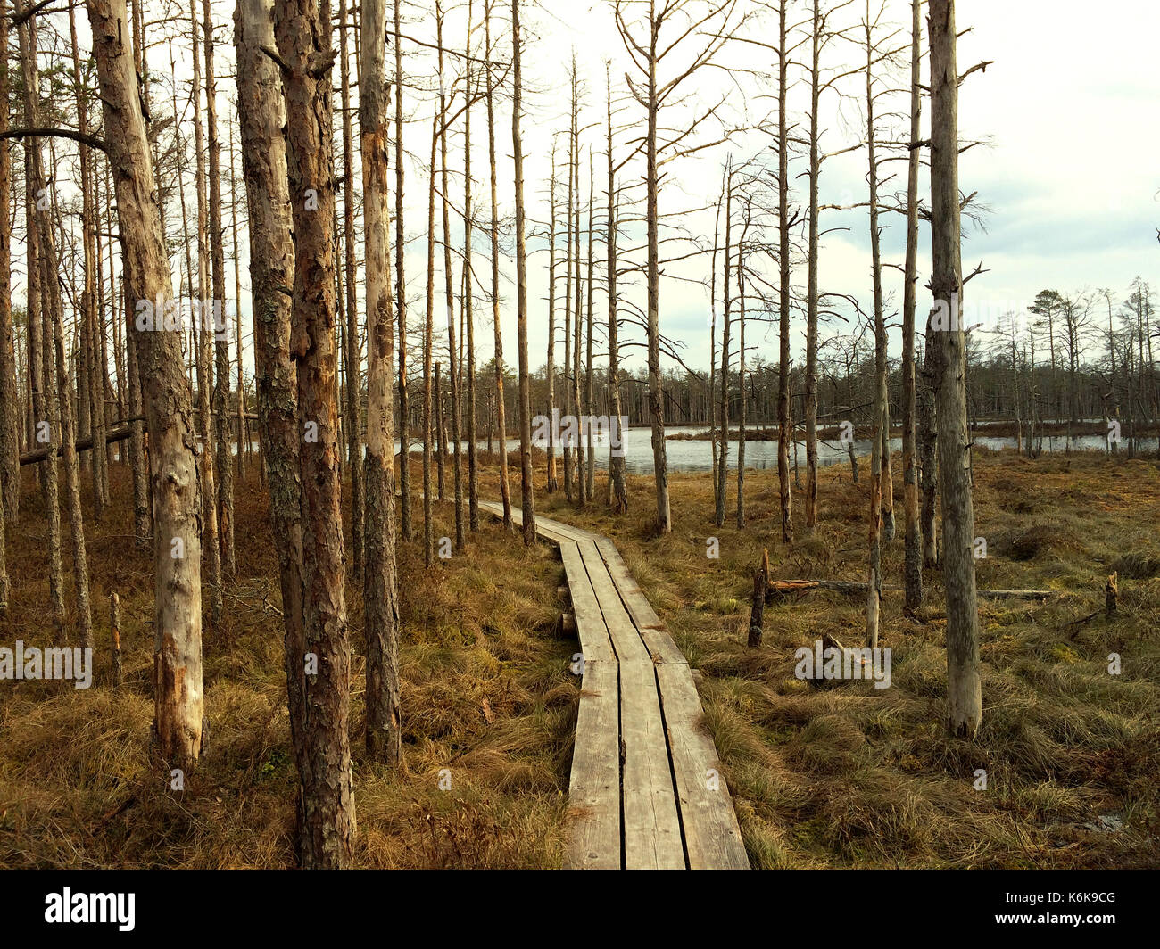 Wooden path in the most popular swamp in Latvia - Cenas tirelis Stock ...