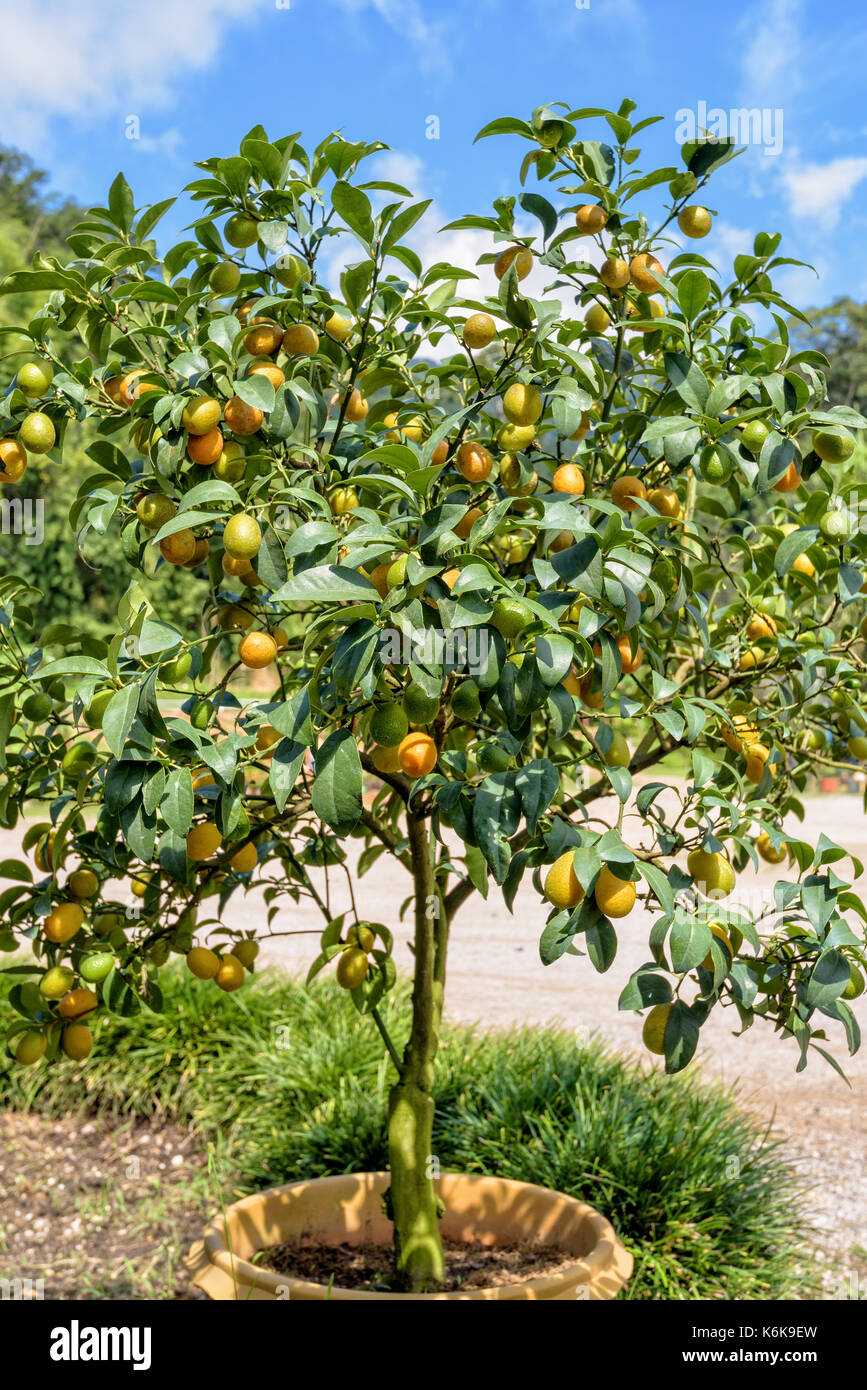 Orange fruits on the tree of Oval Kumquat or Fortunella Margarita with ...