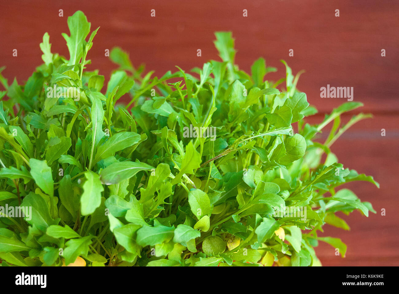 Growing fresh rucola in a pot Stock Photo - Alamy