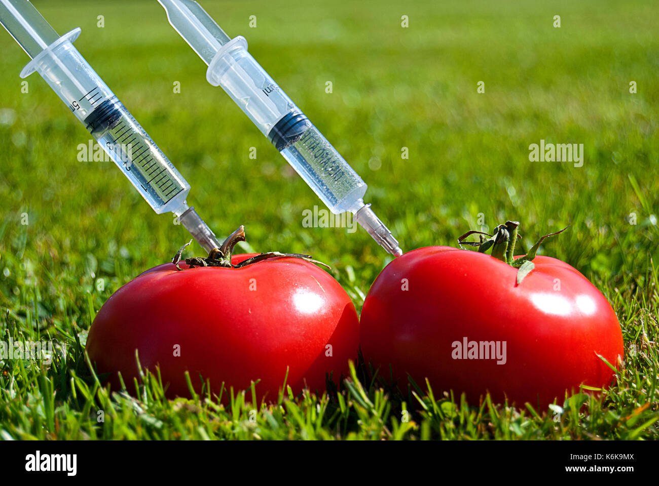 Genetic modification - tomatoes Stock Photo - Alamy