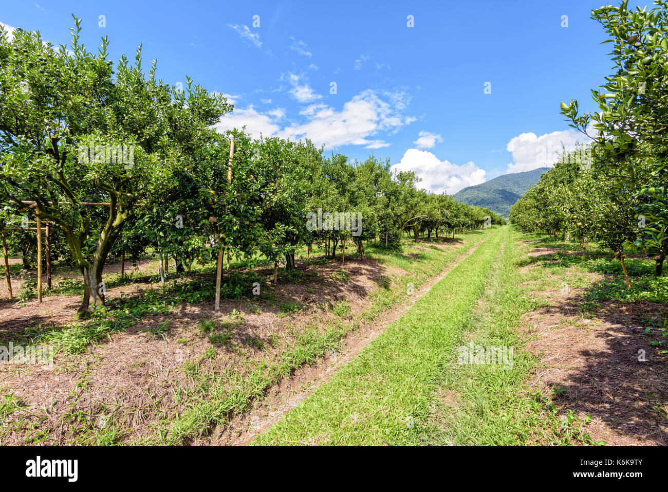 Orange fruit orchard path hi-res stock photography and images - Alamy