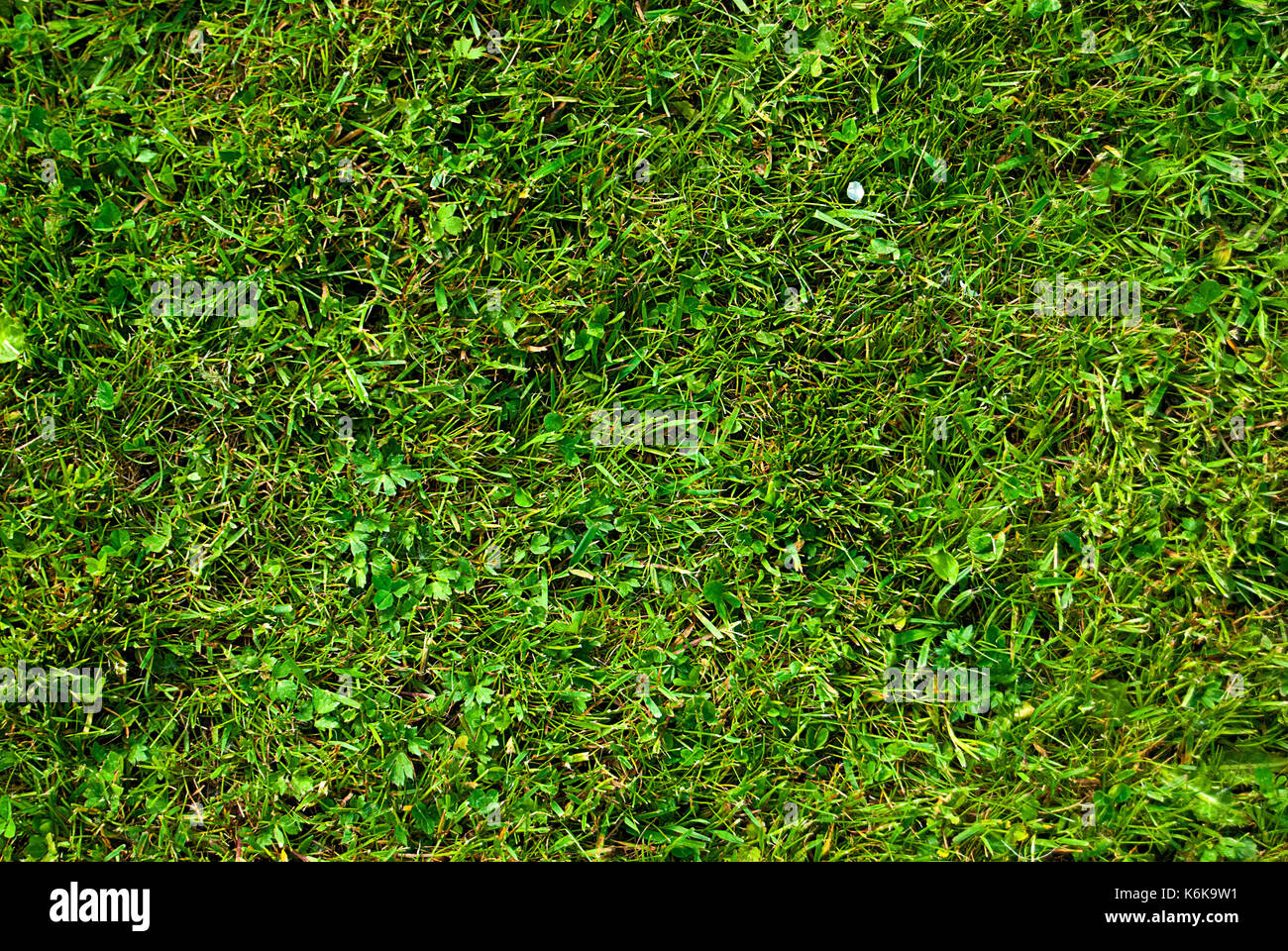 Real grass background hi-res stock photography and images - Alamy