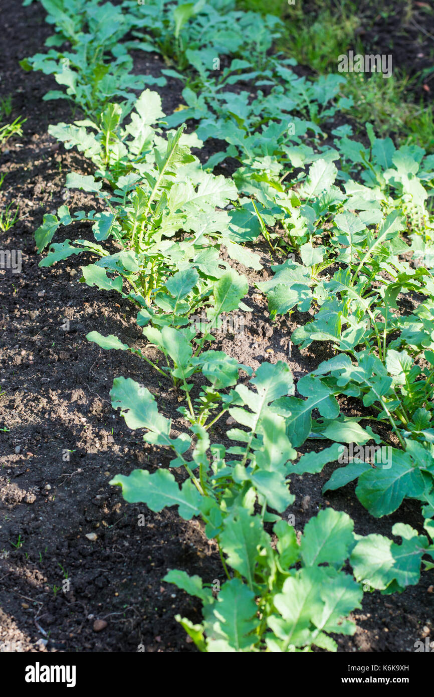 Daikon field hi-res stock photography and images - Alamy