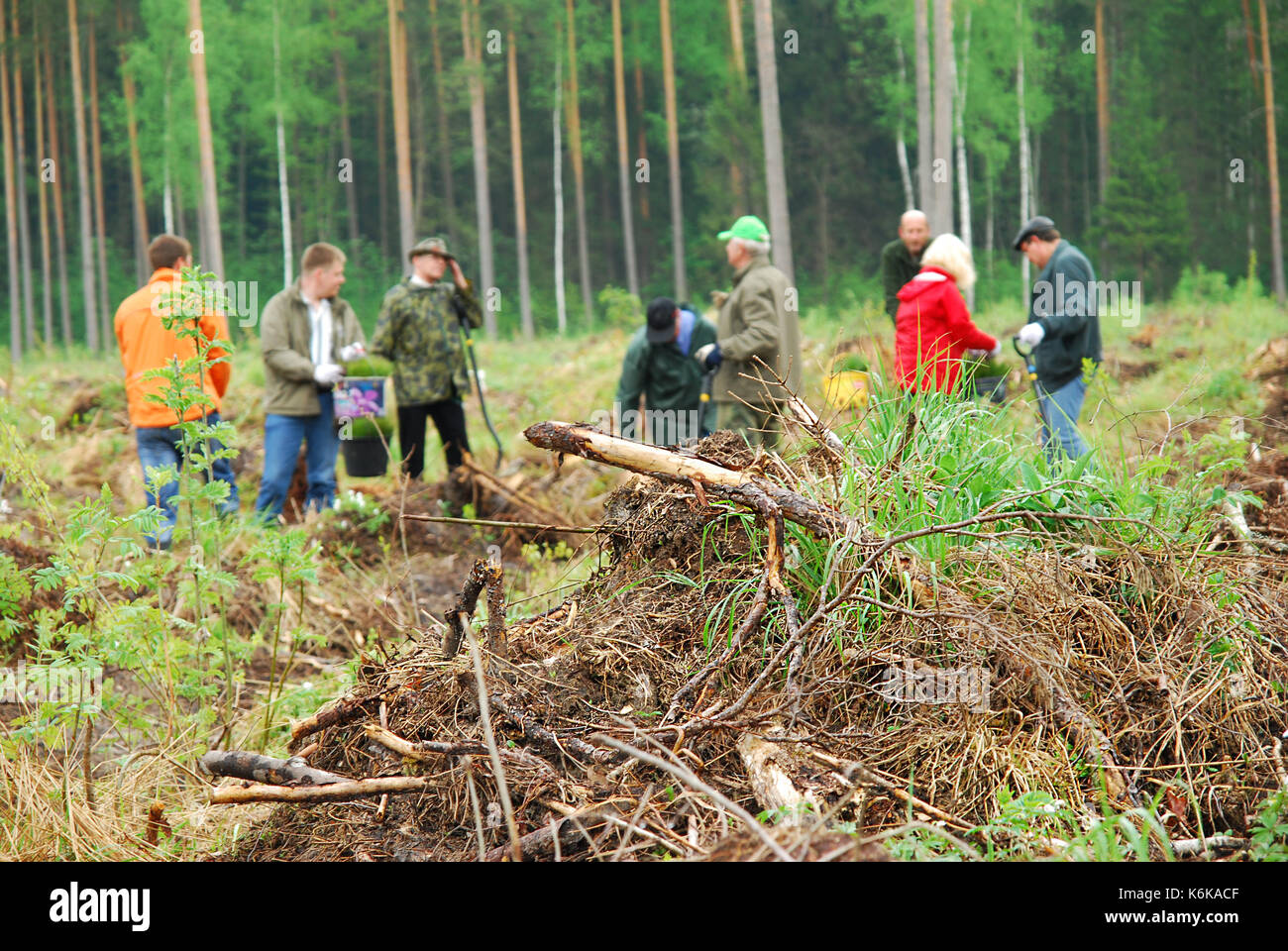 Planting trees in the forest for the future Stock Photo - Alamy