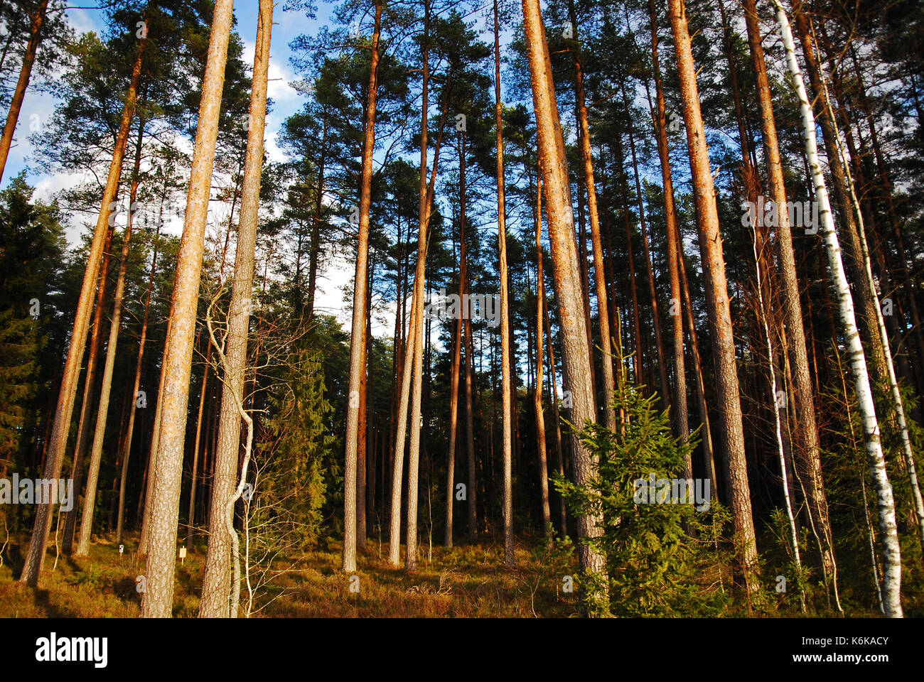 Lots of pine trees in forest in autumn Stock Photo - Alamy