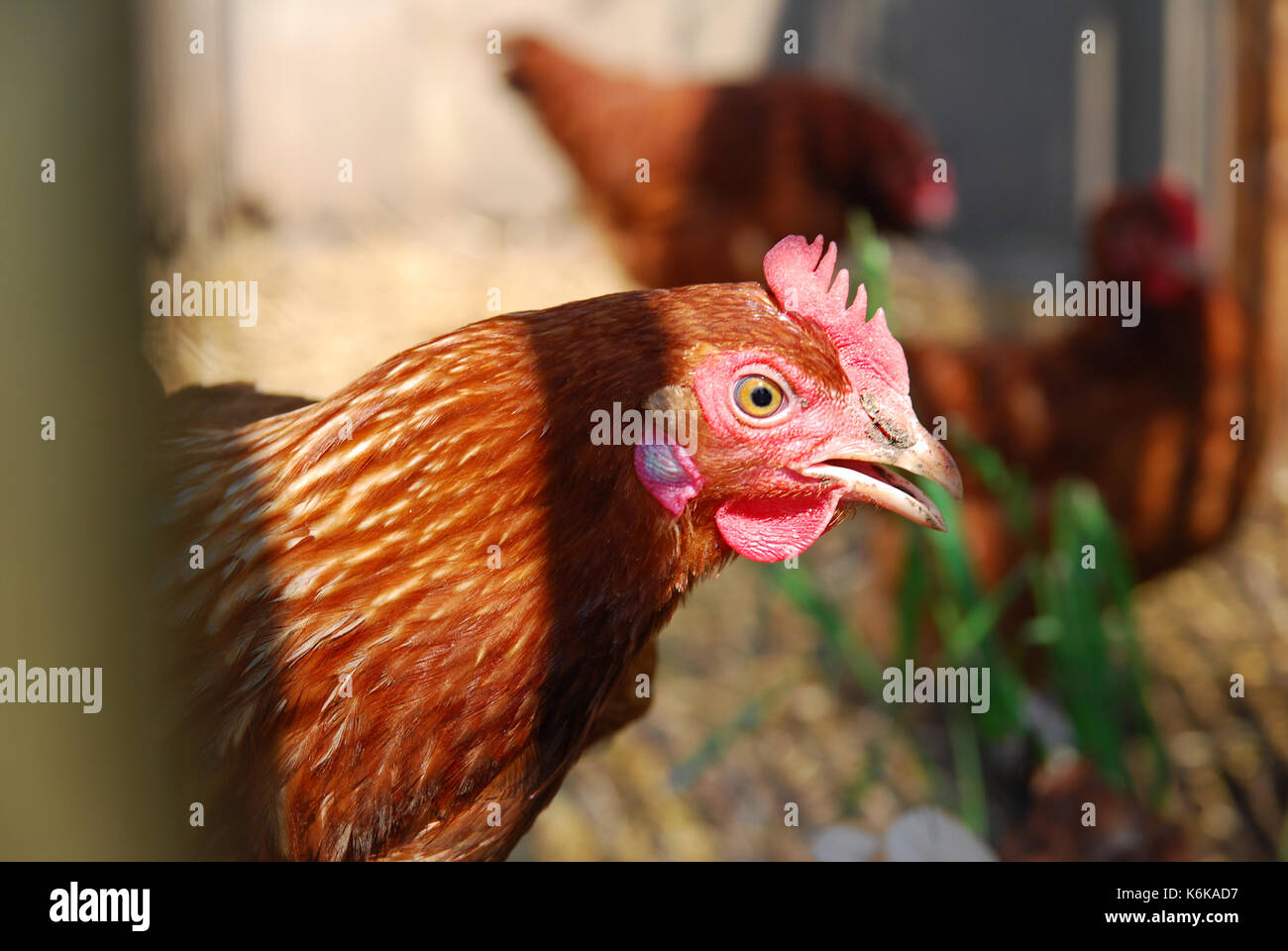 Closeup of a red rooster in a farm Stock Photo - Alamy