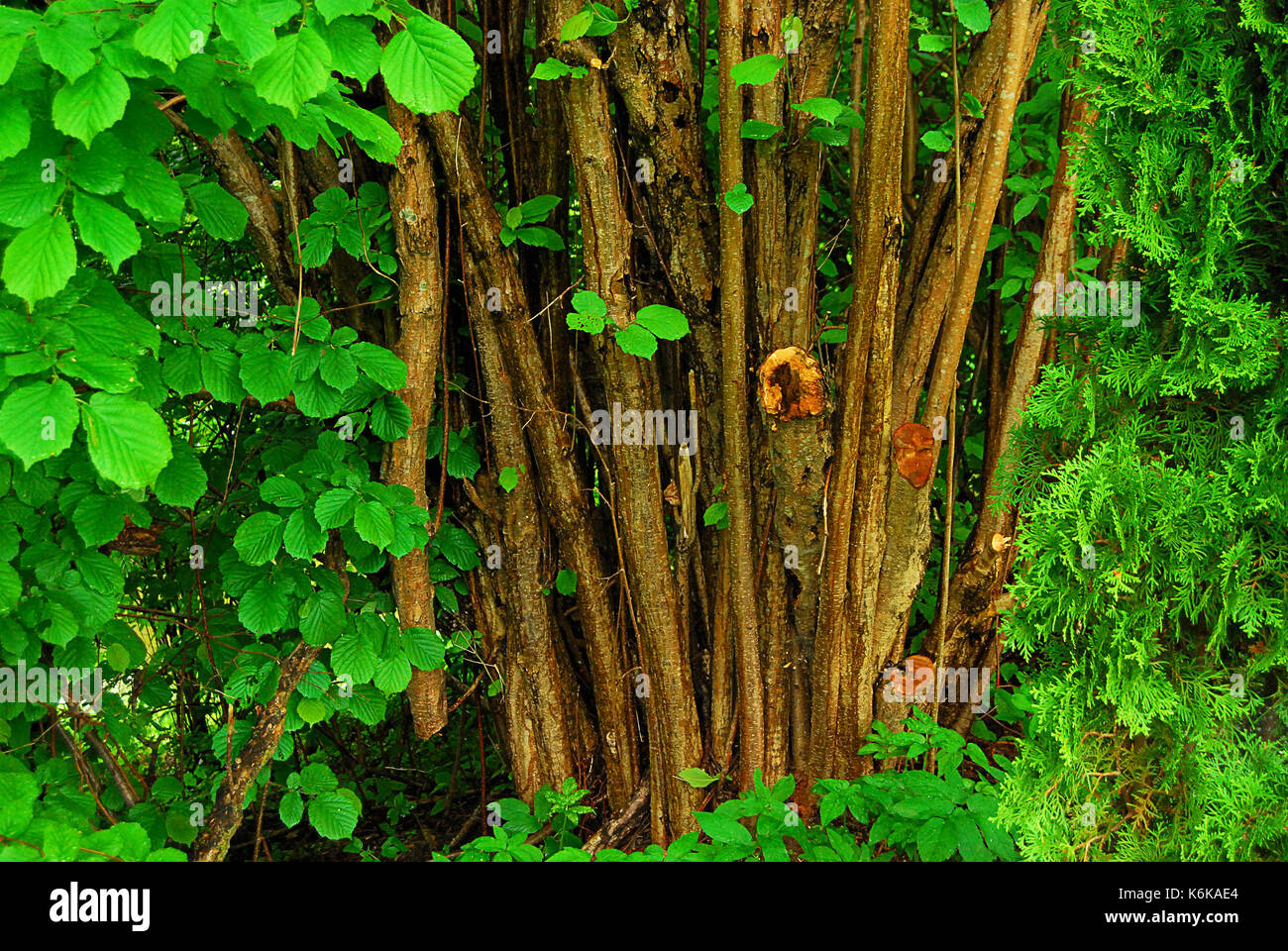 Rainy day bush hi-res stock photography and images - Alamy