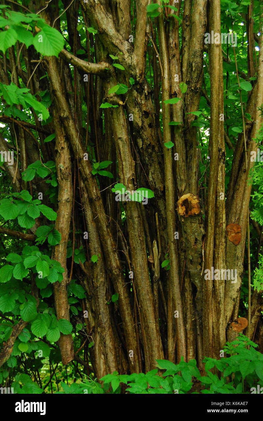 Rainy day bush hi-res stock photography and images - Alamy