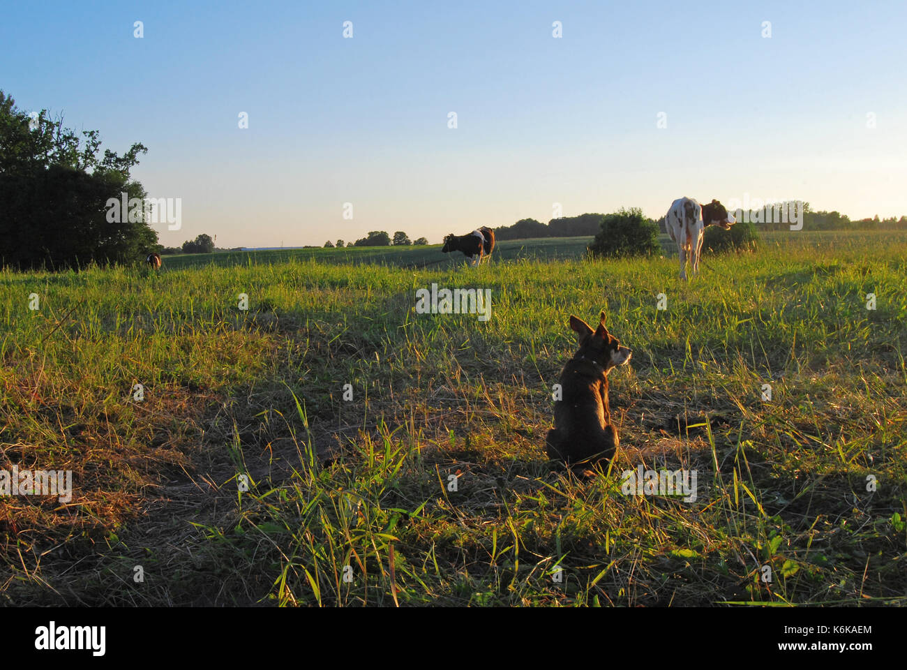 Small dog meadow hi-res stock photography and images - Alamy