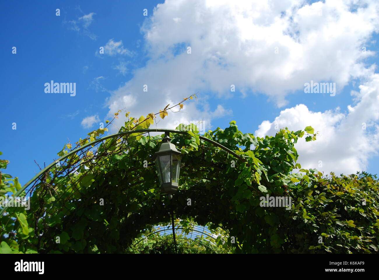 Green lantern in tree branches Stock Photo - Alamy