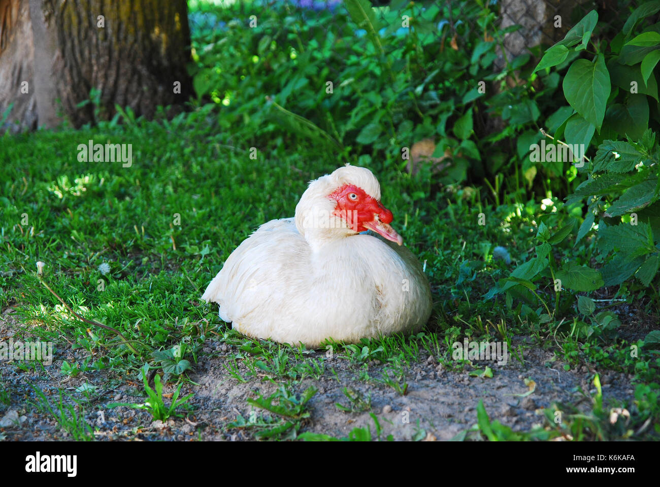 The white drake hi-res stock photography and images - Alamy