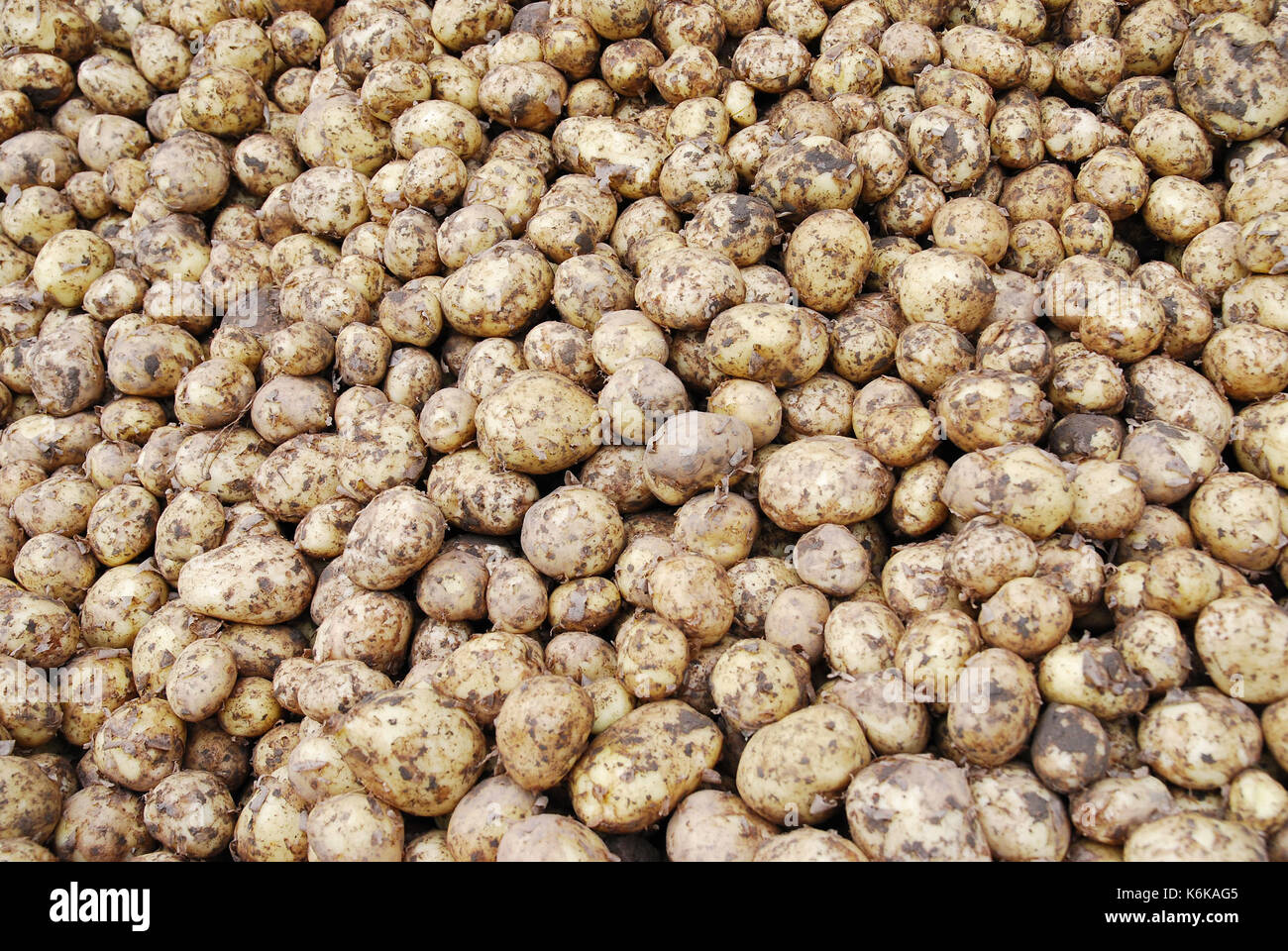 organic potatoe fresh from the garden Stock Photo - Alamy