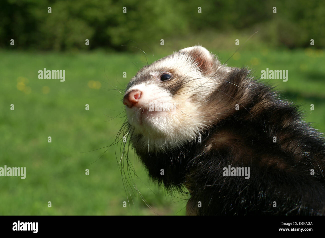 Sable ferret on a blurred green background Stock Photo - Alamy