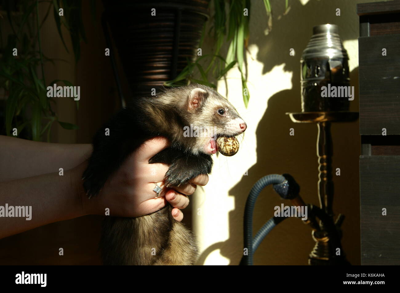 Male Ferret High Resolution Stock Photography and Images - Alamy