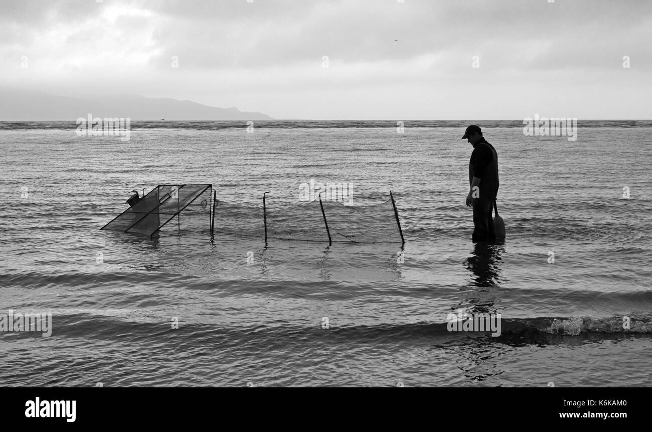 White bait fish new zealand hi-res stock photography and images - Alamy