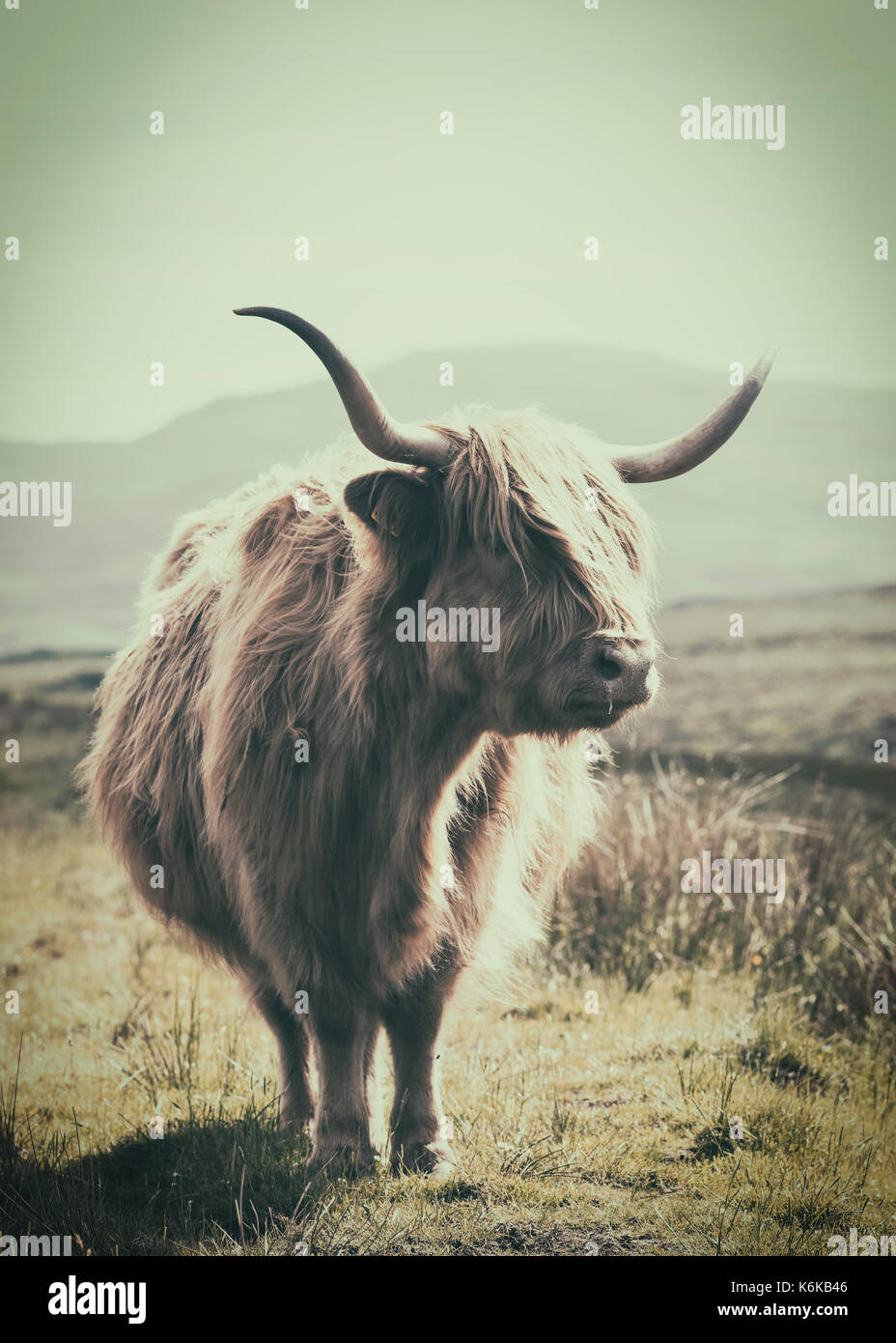 Highlander Cattle on the isle of Skye in Scotland Stock Photo - Alamy
