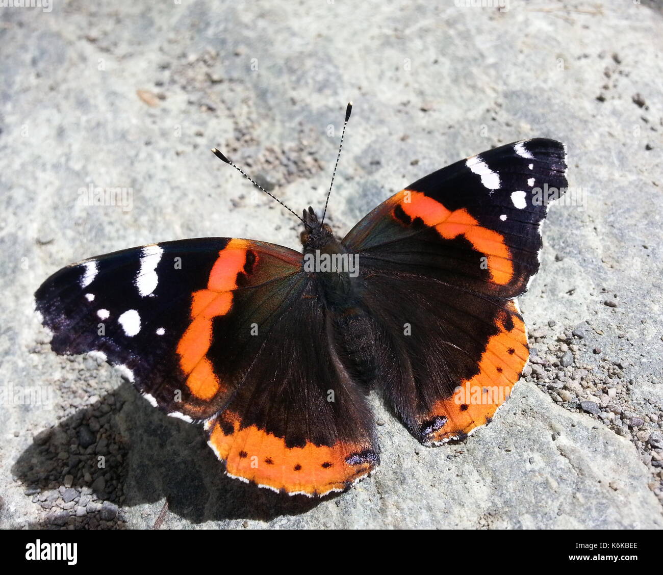 Monarch magnificent butterfly hi-res stock photography and images - Alamy