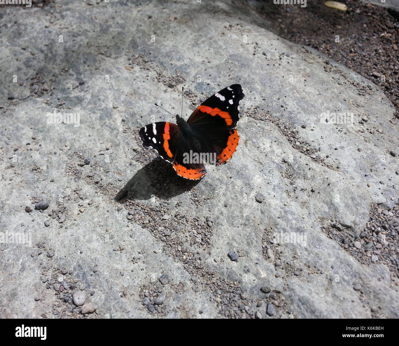 Monarch impressive butterfly hi-res stock photography and images - Alamy