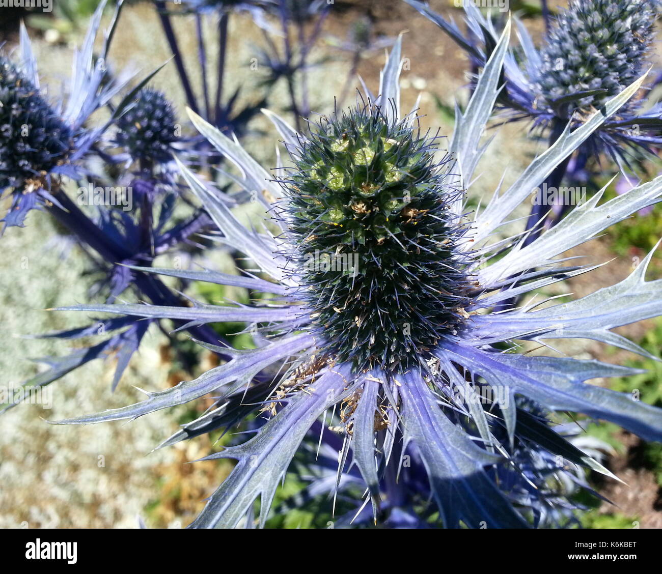 Sapphire Blue Sea Holly Stock Photo - Alamy