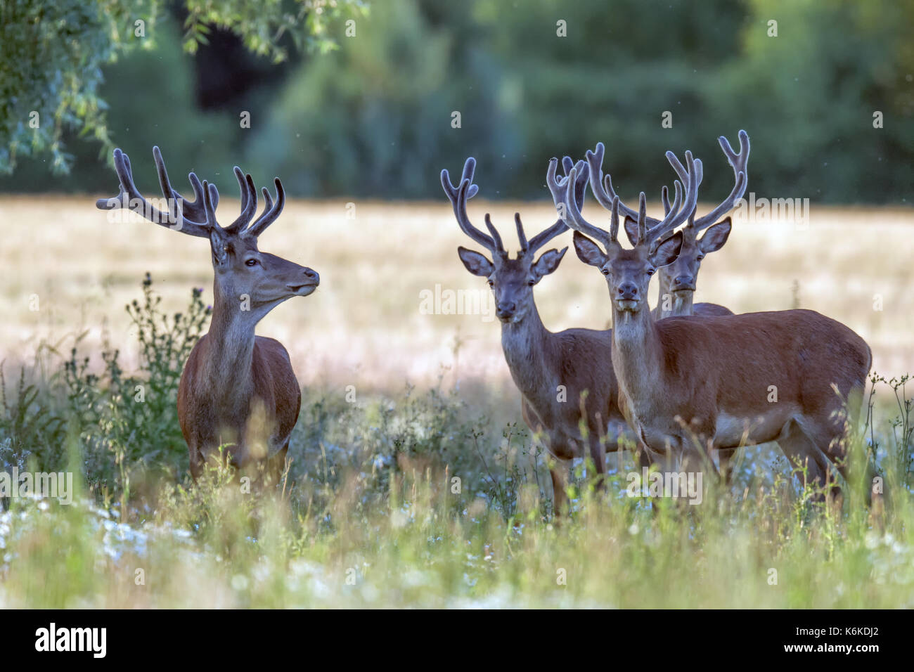 Red Deer Stags( Cervus elaphus) on Snoring airfield, Norfolk Stock ...