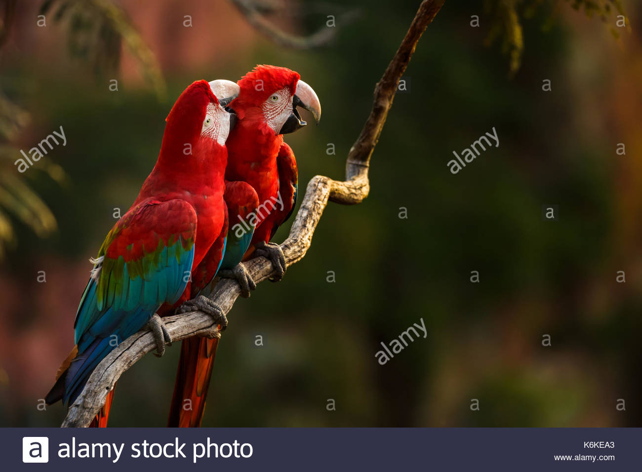 Araras Brazil Stock Photos & Araras Brazil Stock Images - Alamy