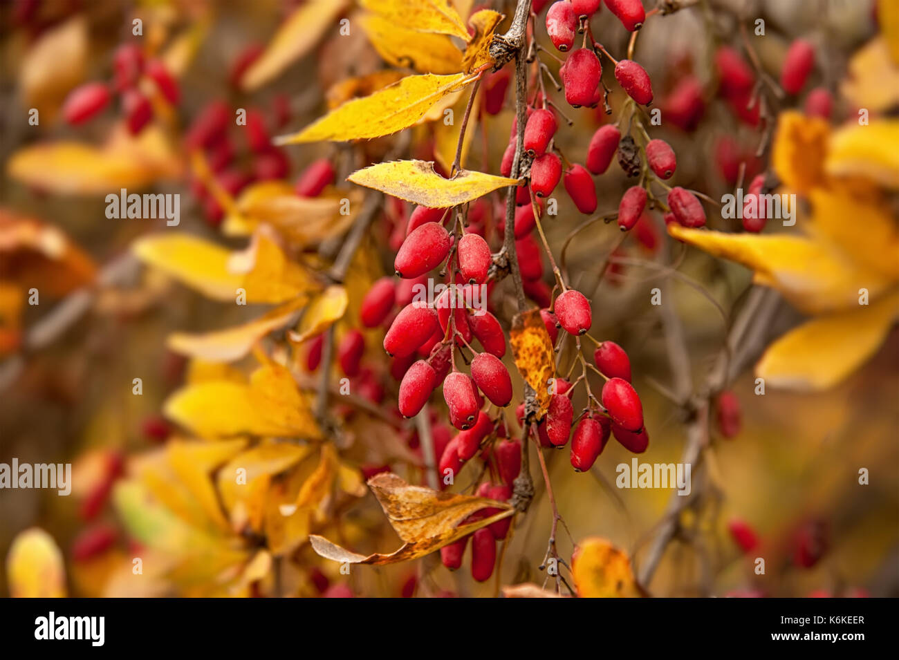 Beautiful ripe red berries on the bushes with the yellow leaves in the ...
