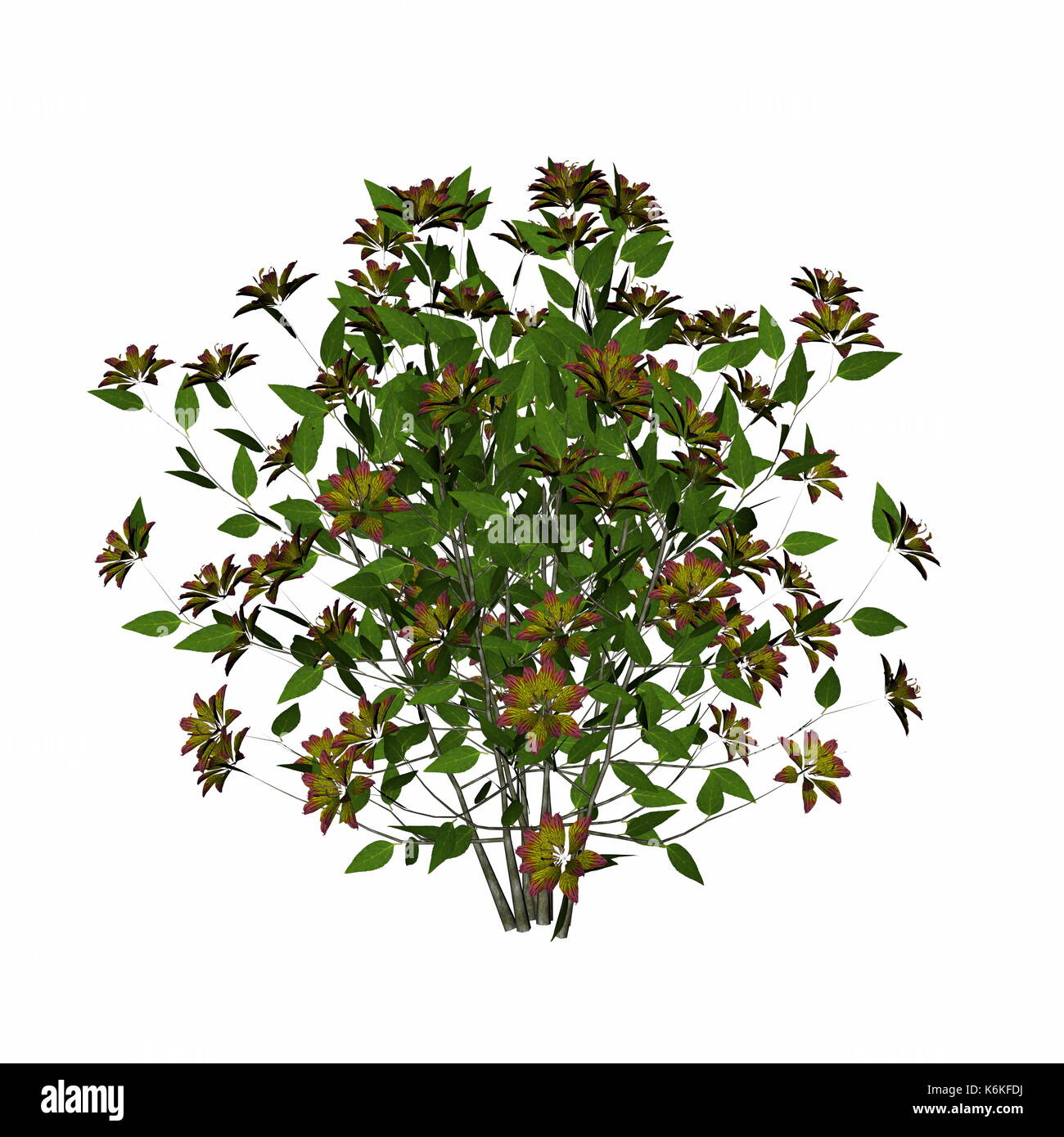 Flower bush isolated in white background - 3D render Stock Photo - Alamy