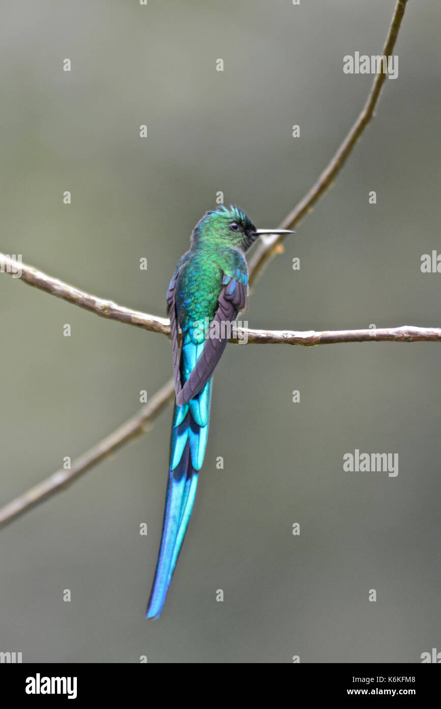 Long tailed hummingbird hi-res stock photography and images - Alamy