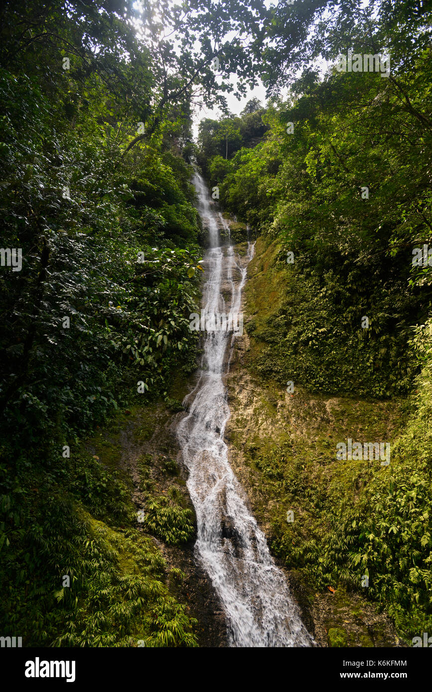 Buenaventura colombia forest hi-res stock photography and images - Alamy