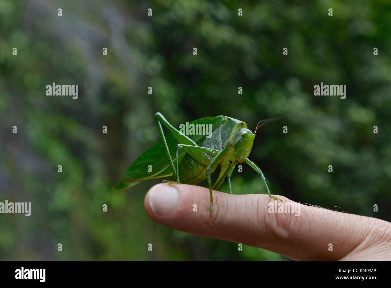 Colombia Insect High Resolution Stock Photography and Images - Alamy