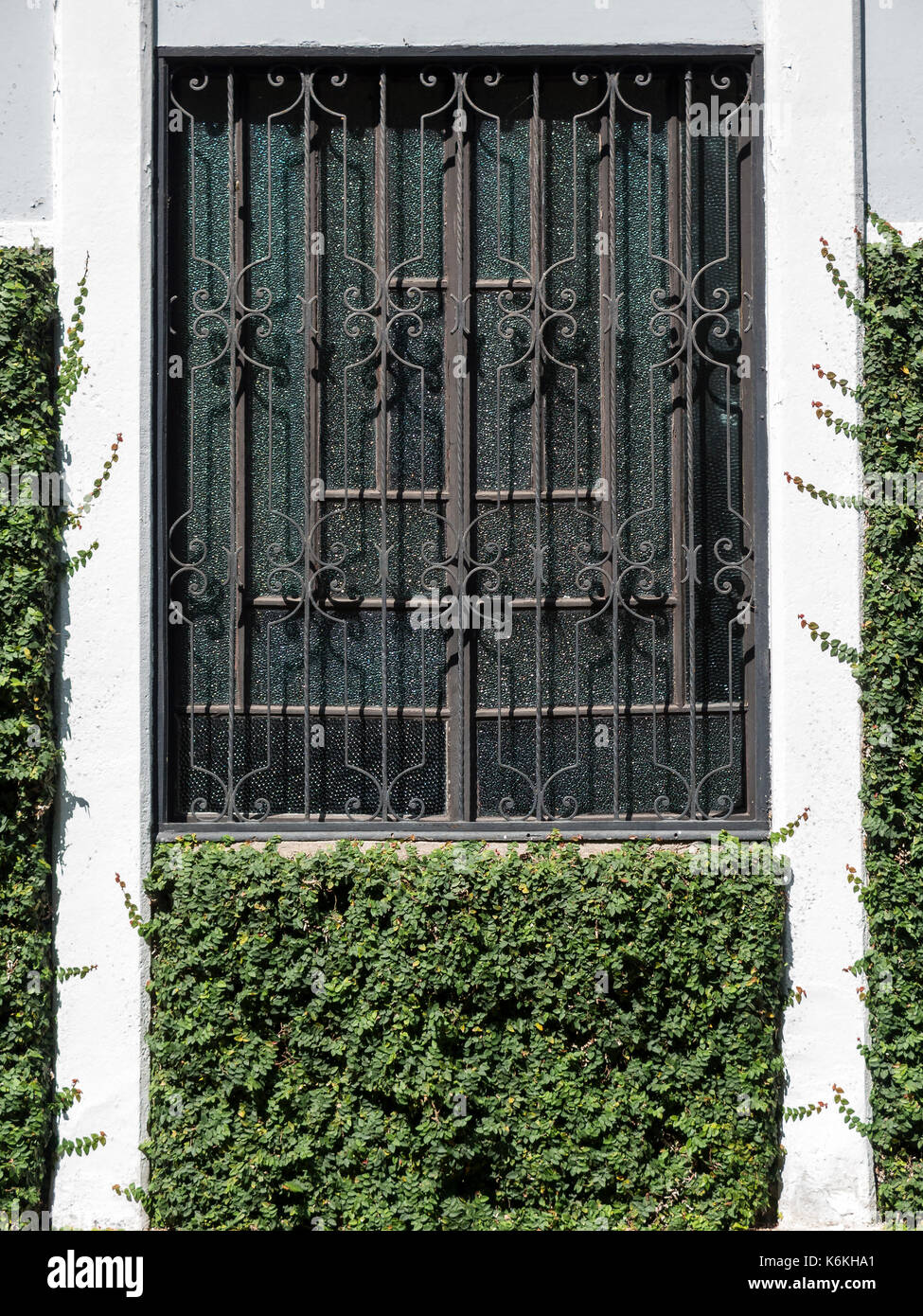 old glass and metal window with creepers Stock Photo - Alamy