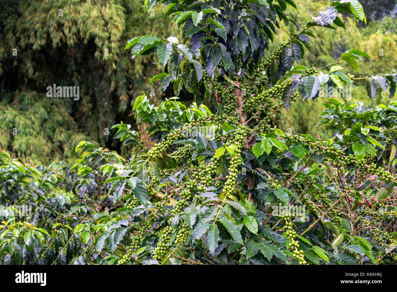 Colombian coffee plantations hi-res stock photography and images - Alamy
