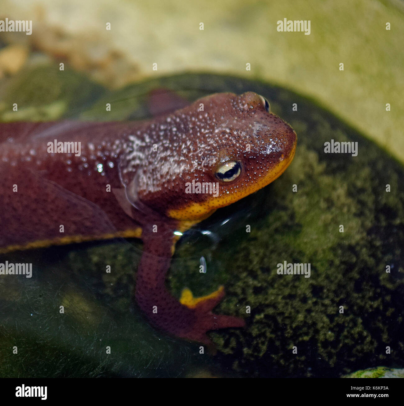 Rough skinned newt hi-res stock photography and images - Alamy