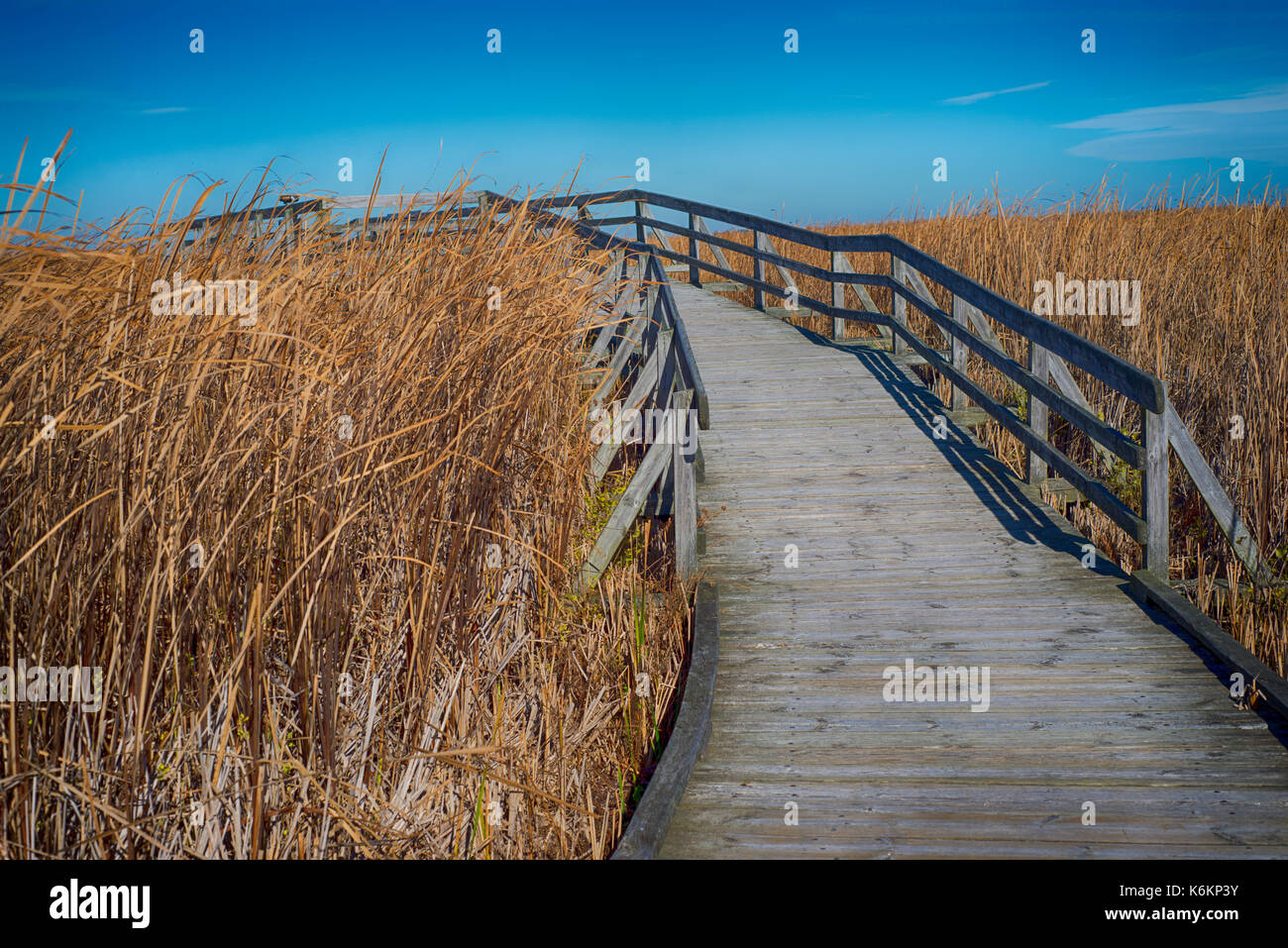 View of Point Pelee National Park boardwalk with yellow grass during ...