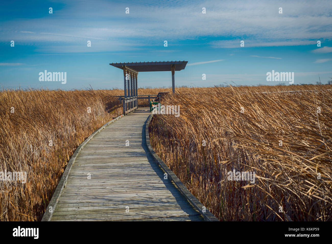 View of Point Pelee National Park boardwalk with yellow grass during ...