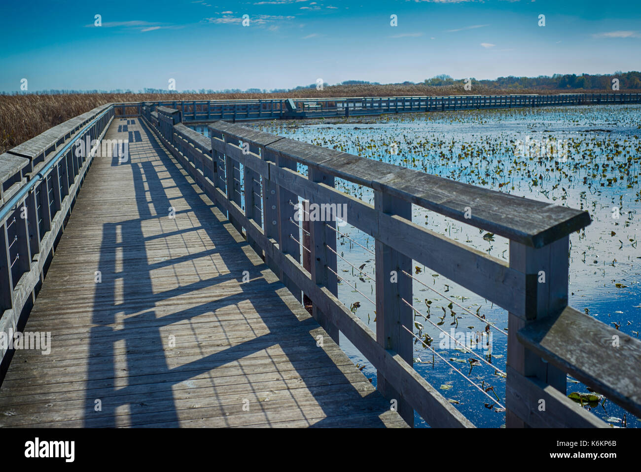 View of Point Pelee national park marsh area and boardwalk in the fall ...