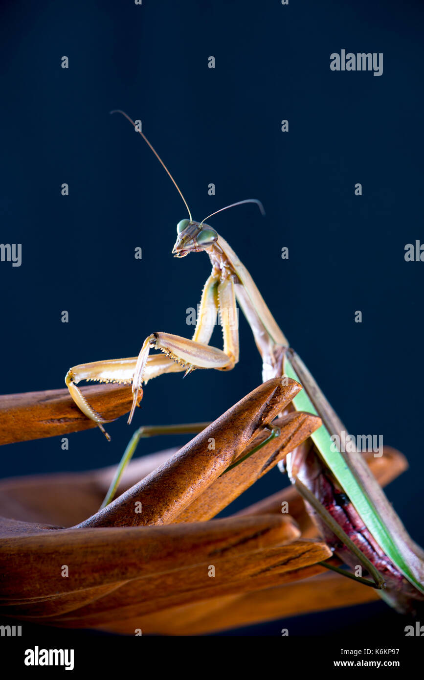 Macro detail of a Chinese mantis (Tenodera sinensis), a species of ...