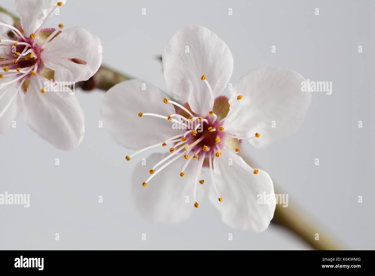 Realistic cherry blossom hi-res stock photography and images - Alamy