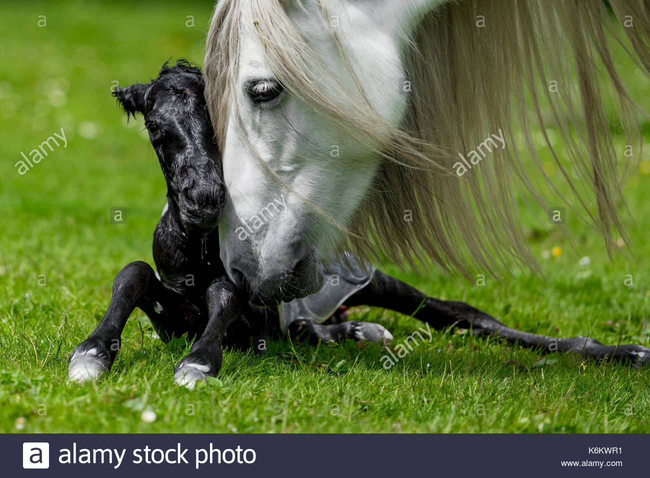 Fell Pony Stock Photos & Fell Pony Stock Images - Alamy