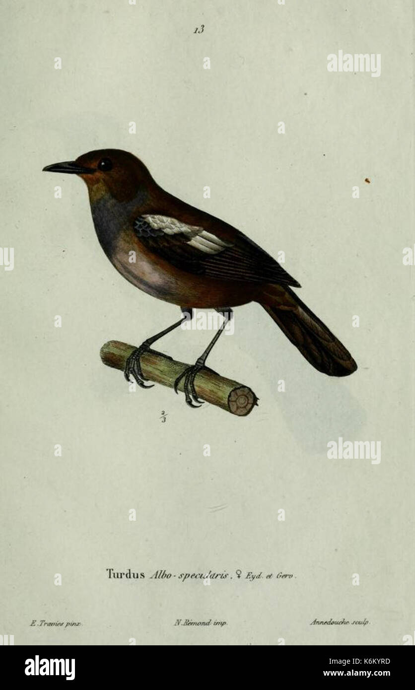 Copsychus albospecularis Travies Stock Photo - Alamy