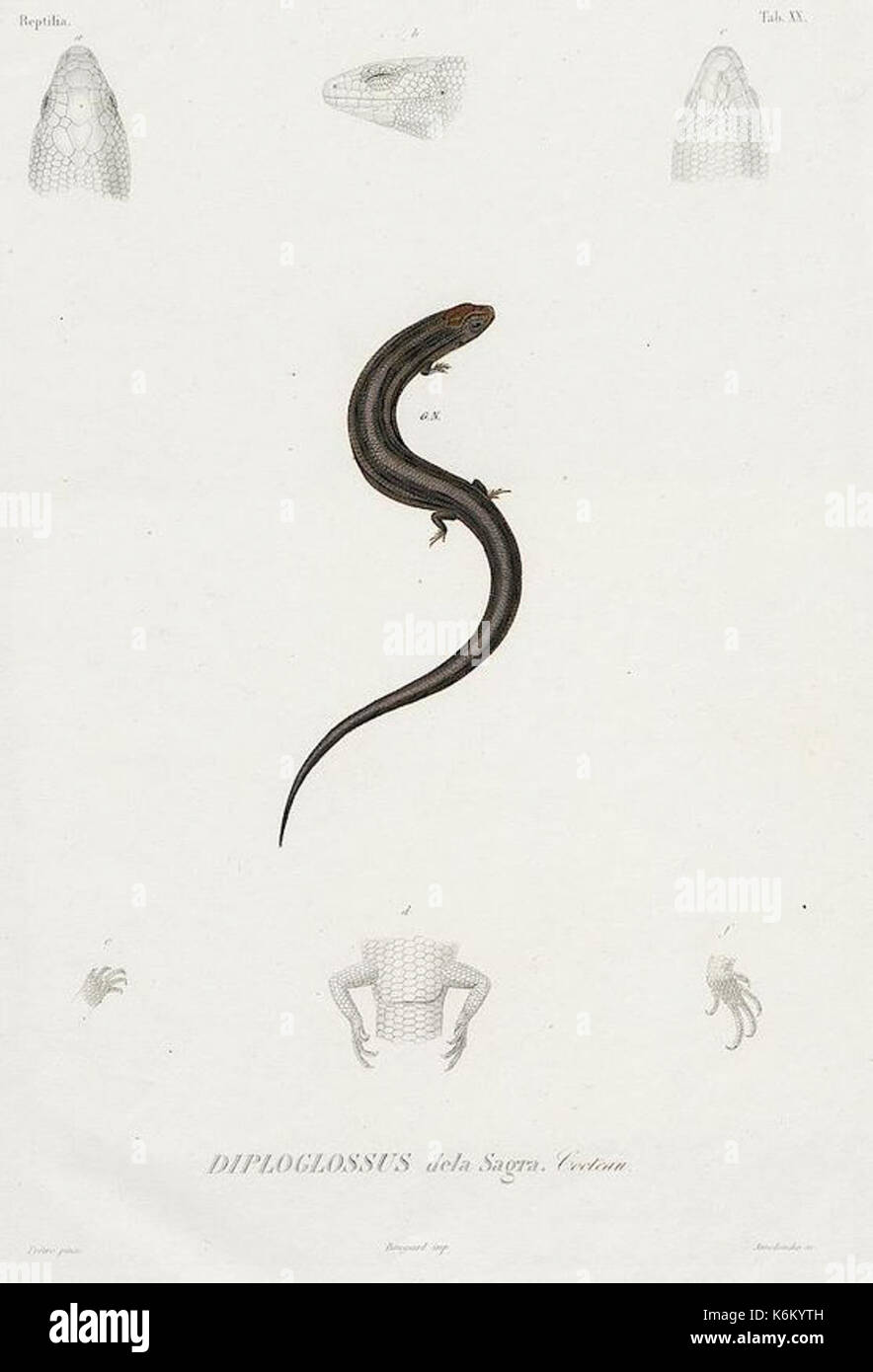 Diploglossus hi-res stock photography and images - Alamy