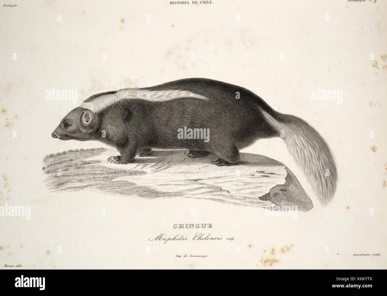 Chinga High Resolution Stock Photography and Images - Alamy