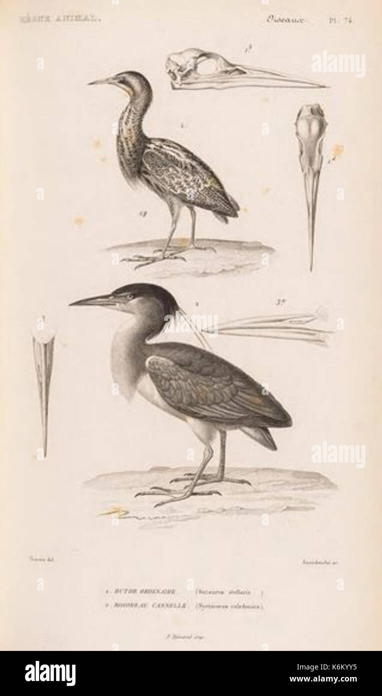 Nycticorax nycticorax photograph hi-res stock photography and images ...